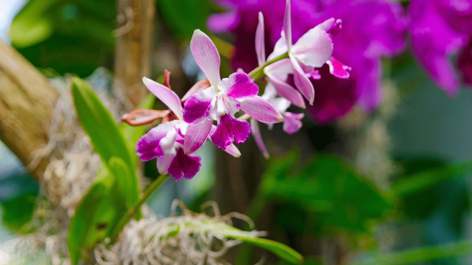 Top 10 Fun Facts About Orchids You Need To Know - Gardening Express ...