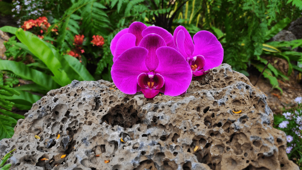Top 10 Fun Facts About Orchids You Need To Know - Gardening Express ...