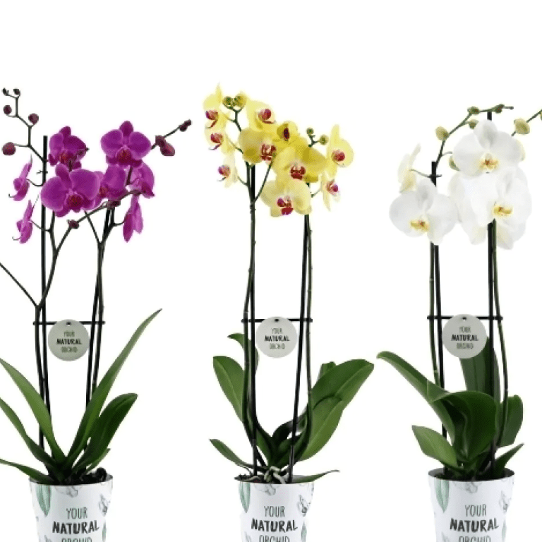 8 Stunning Orchid Species You Need to Know About - Gardening Express ...