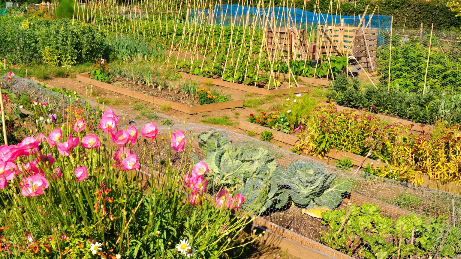 An Introduction to Allotments - Gardening Express Knowledge Hub