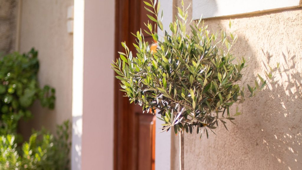 Care Guide: Growing Olive Trees in the UK - Gardening Express Knowledge Hub