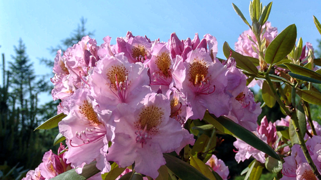 A Guide to May Flowering Plants in the UK - Gardening Express Knowledge Hub