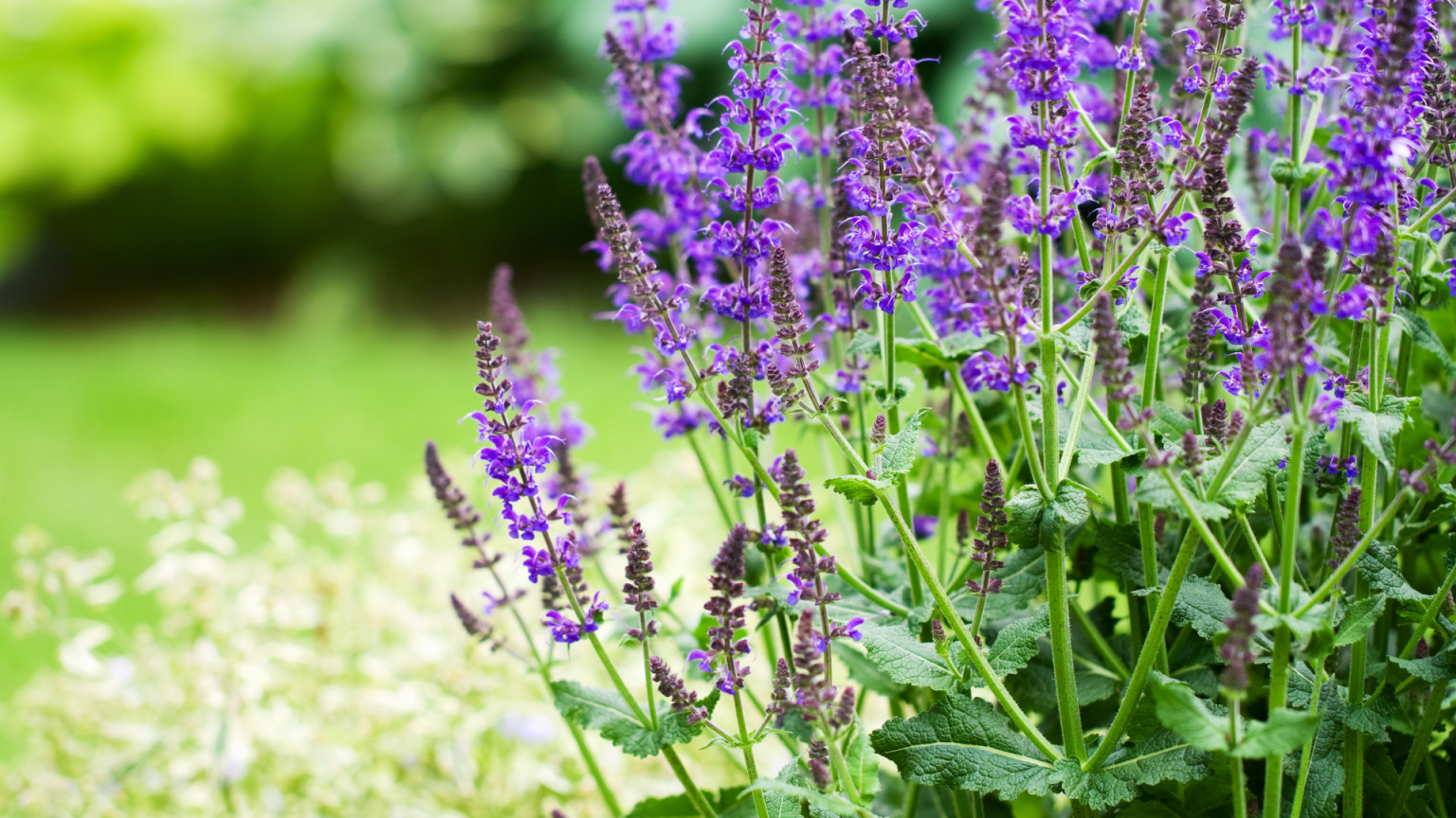 A Guide to May Flowering Plants in the UK - Gardening Express Knowledge Hub