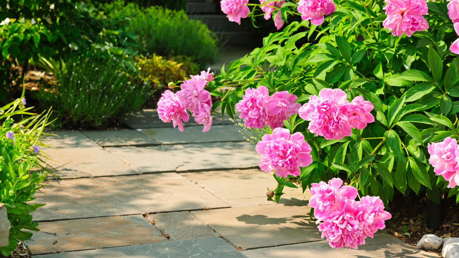 A Guide to May Flowering Plants in the UK - Gardening Express Knowledge Hub