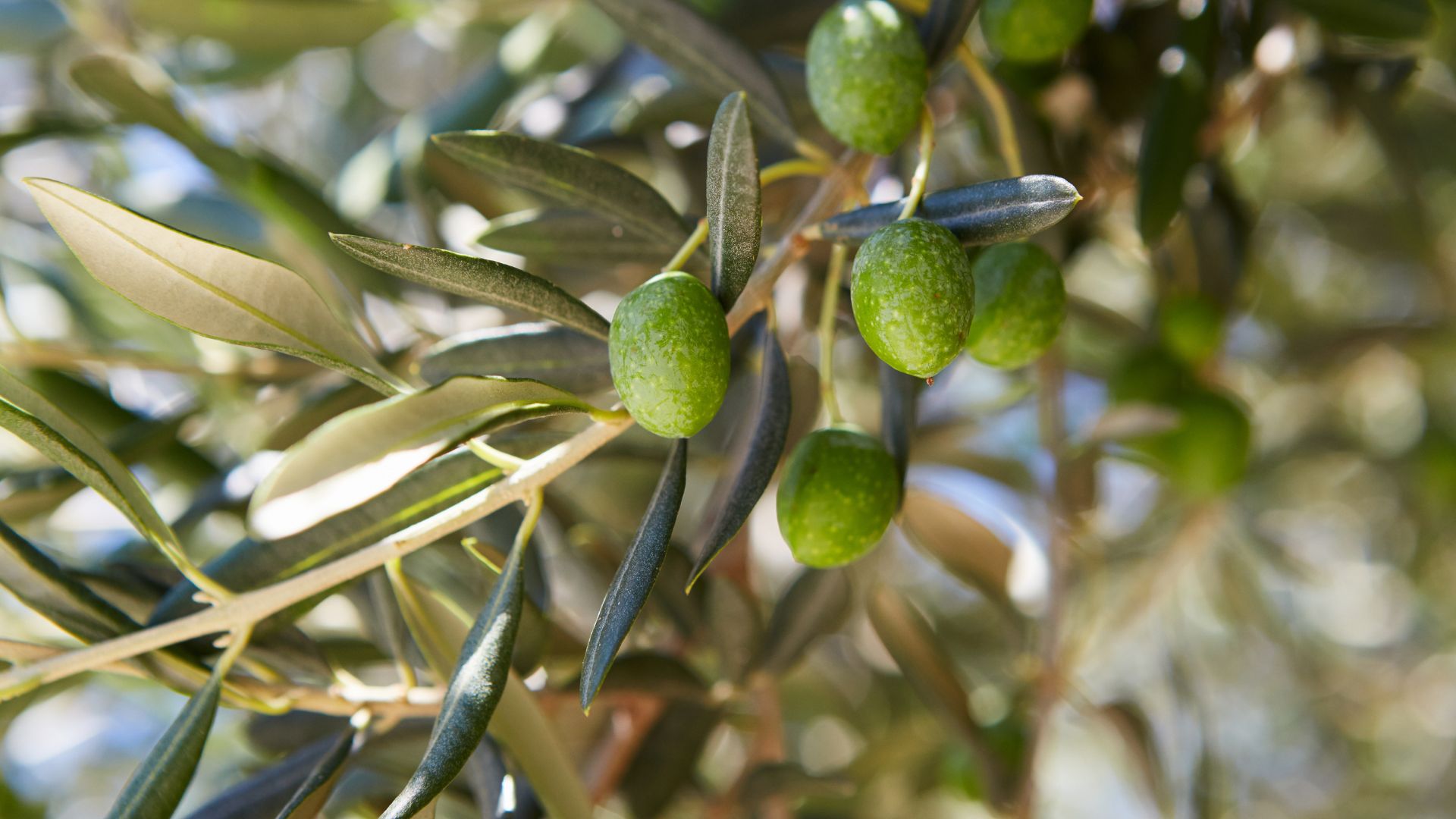 Care Guide: Growing Olive Trees in the UK - Gardening Express Knowledge Hub