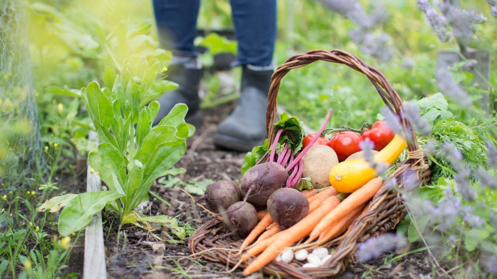 An Introduction to Allotments - Gardening Express Knowledge Hub