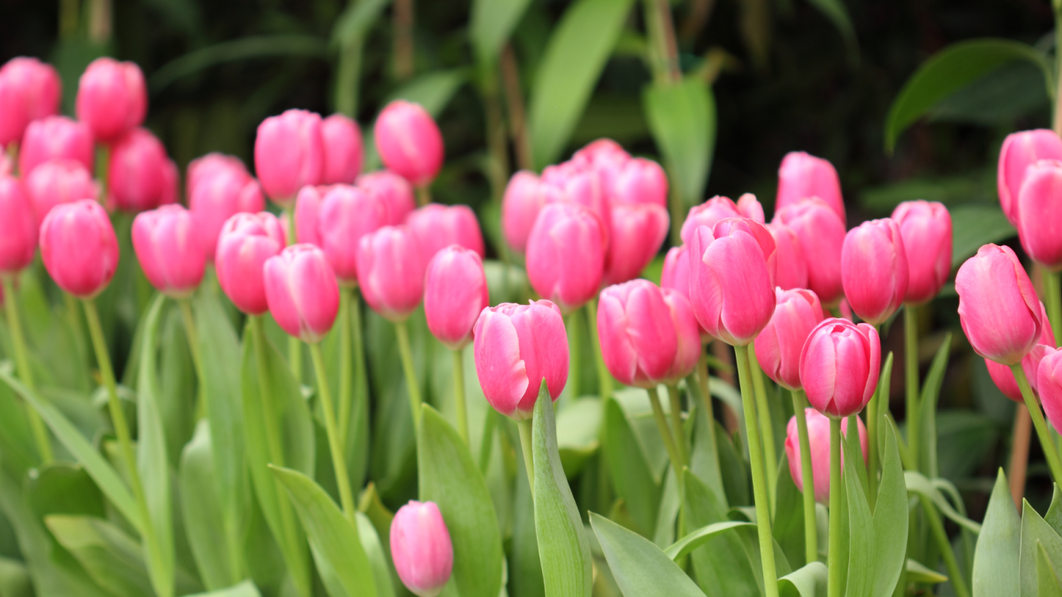 A Guide to May Flowering Plants in the UK - Gardening Express Knowledge Hub