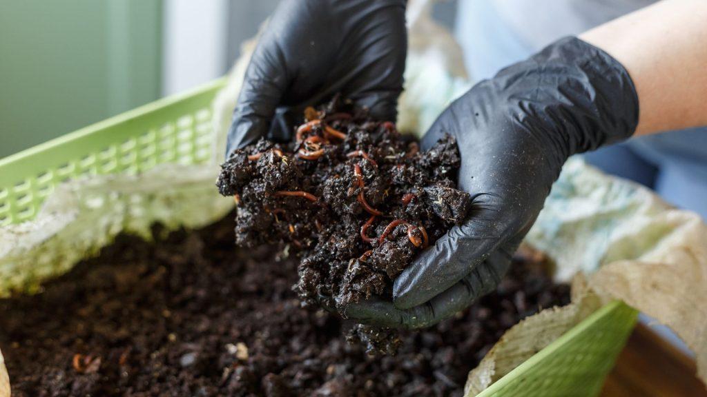 A Beginner's Guide To Vermicomposting - Gardening Express Knowledge Hub
