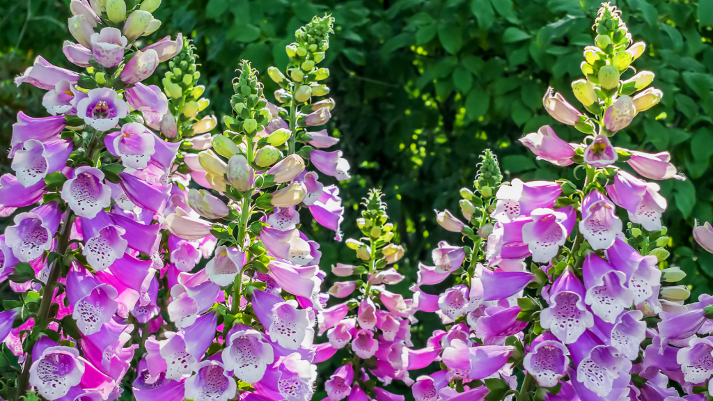 A Guide to May Flowering Plants in the UK - Gardening Express Knowledge Hub