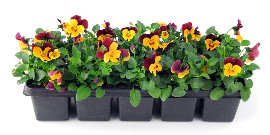 Bedding Plants 101: Guide to Choosing the Perfect Bedding Plants