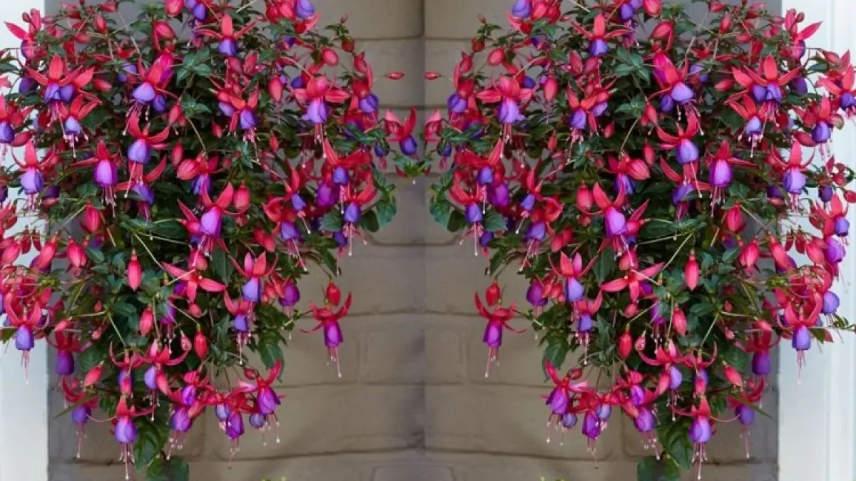 Important Tips For Success With Fuchsia Trees - Gardening Express ...