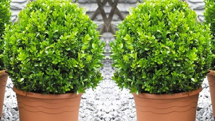 Care Guide: Growing Olive Trees in the UK - Gardening Express Knowledge Hub