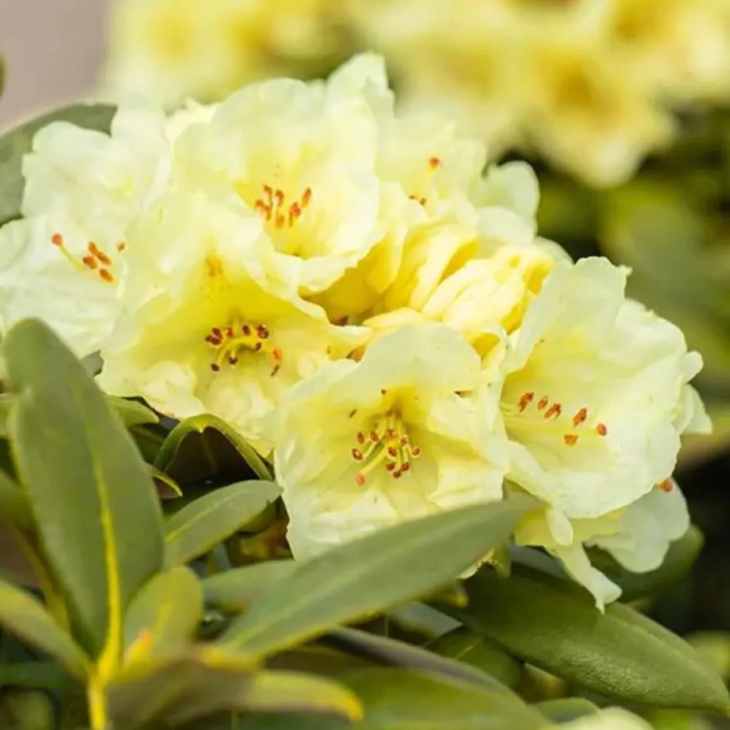 Top 10 May Flowering Shrubs, Trees, and Hedges - Gardening Express ...