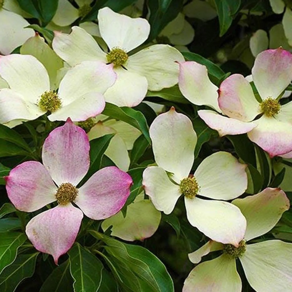 Top 10 May Flowering Shrubs, Trees, and Hedges - Gardening Express ...