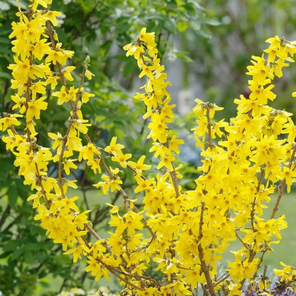 Top 10 May Flowering Shrubs, Trees, and Hedges - Gardening Express ...