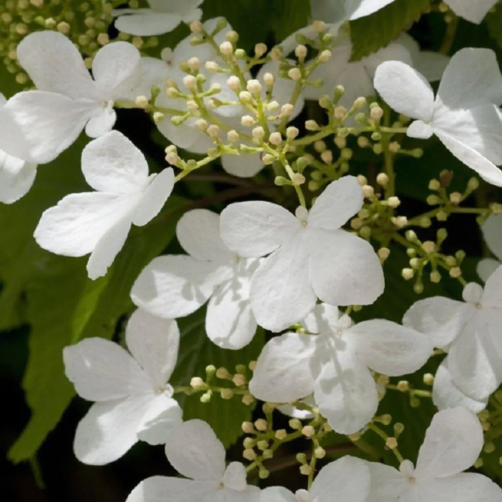 Top 10 May Flowering Shrubs, Trees, and Hedges - Gardening Express ...