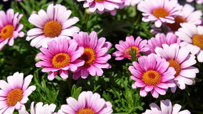 Top 10 May Flowering Shrubs, Trees, and Hedges - Gardening Express ...