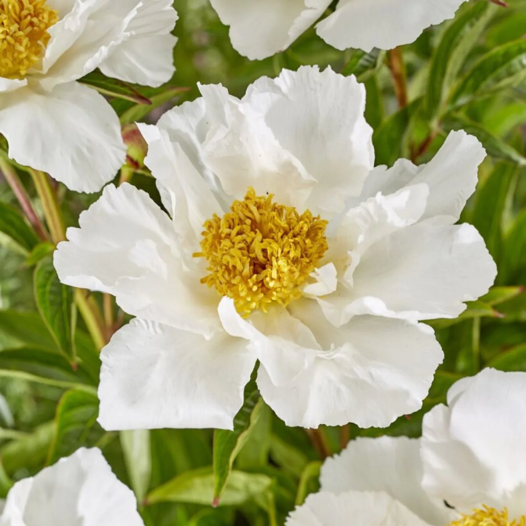 Top 10 May Flowering Shrubs, Trees, and Hedges - Gardening Express ...