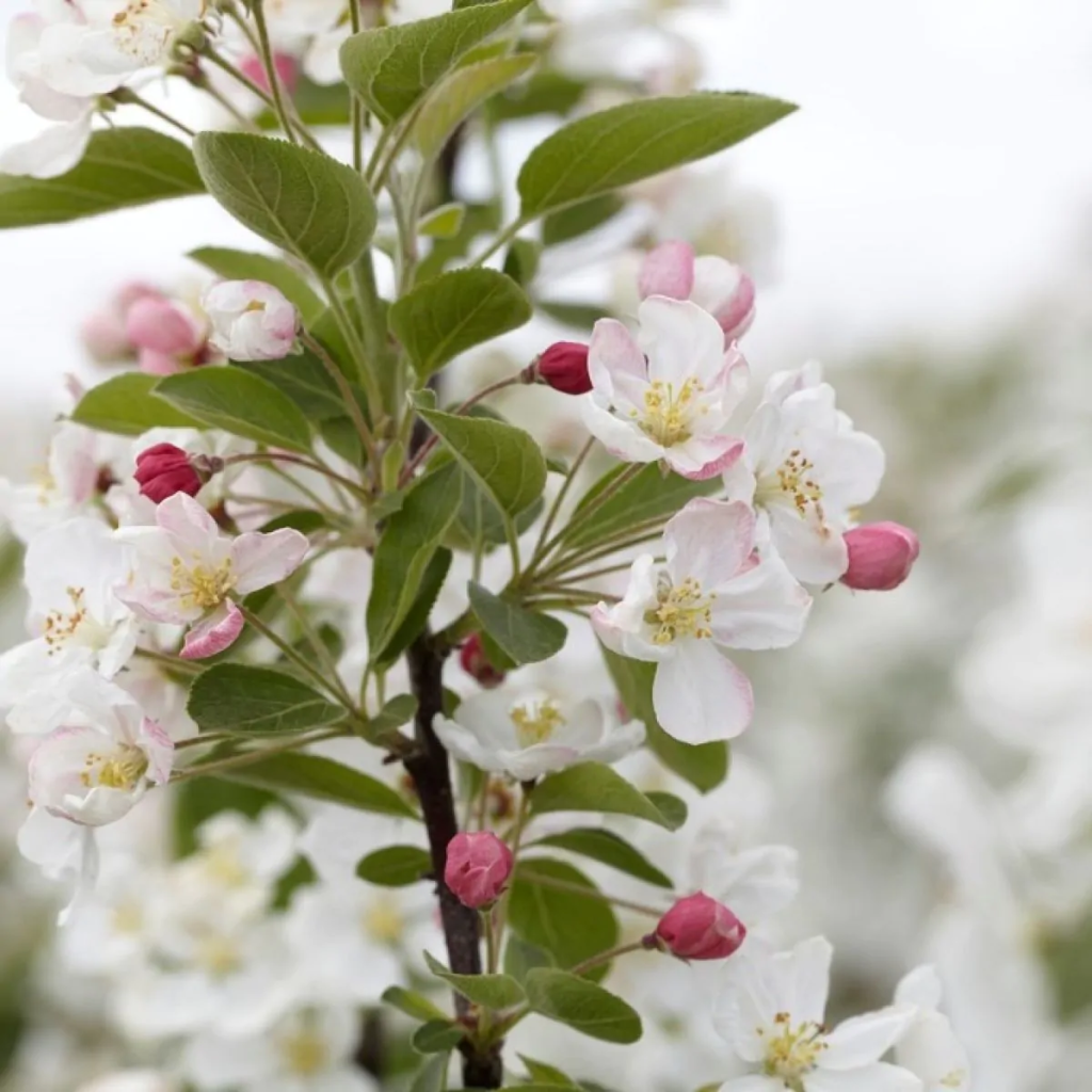 Top 10 May Flowering Shrubs, Trees, and Hedges - Gardening Express ...