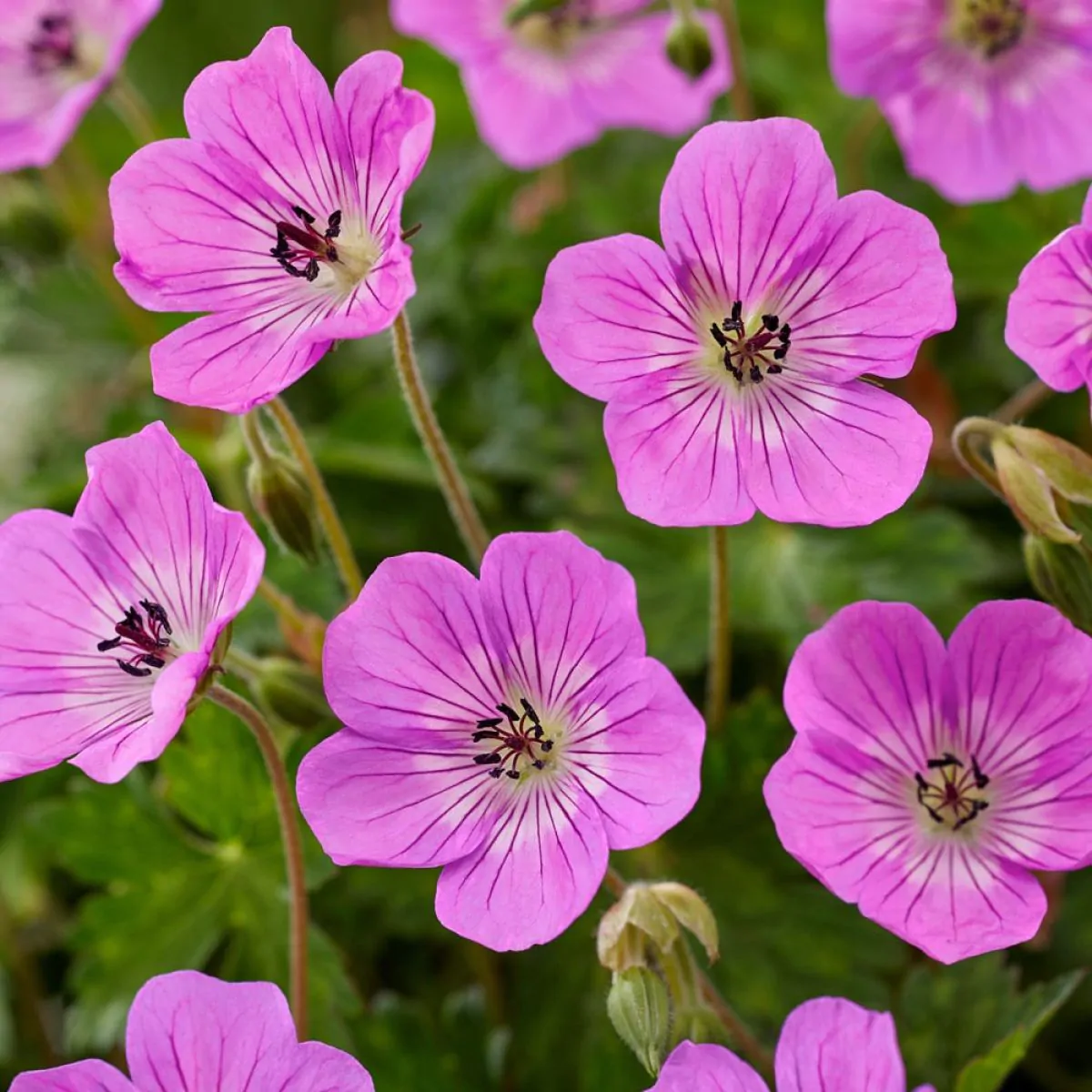 Top 10 May Flowering Shrubs, Trees, and Hedges - Gardening Express ...