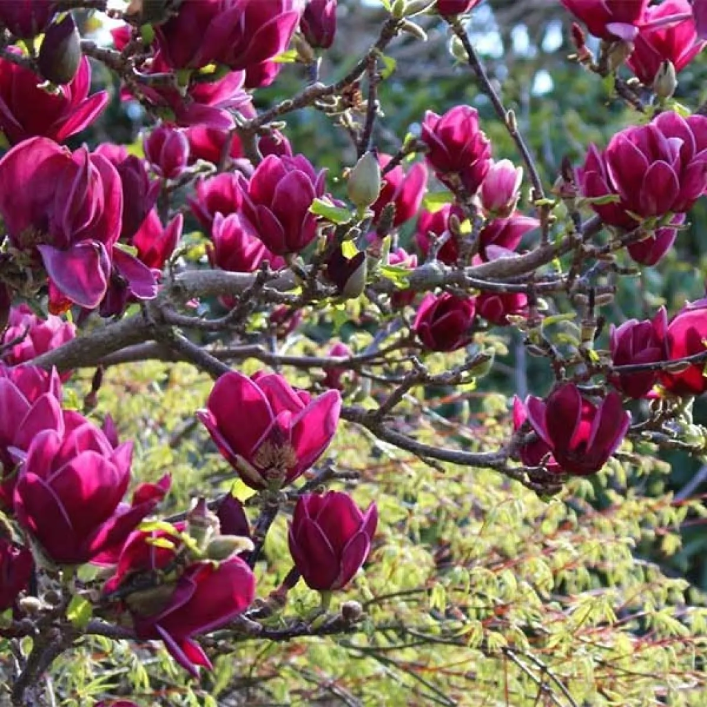 Top 10 May Flowering Shrubs, Trees, and Hedges - Gardening Express ...