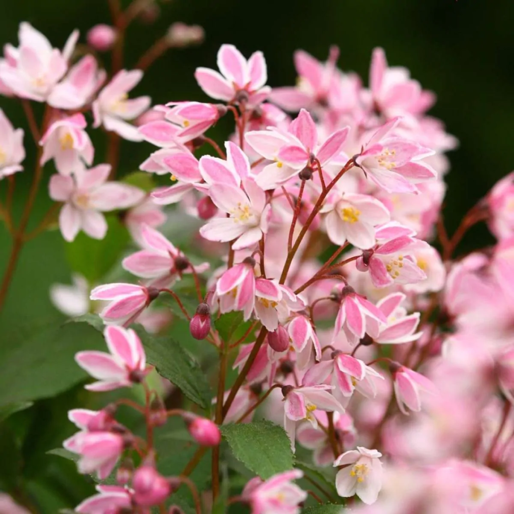 Top 10 May Flowering Shrubs, Trees, and Hedges - Gardening Express ...
