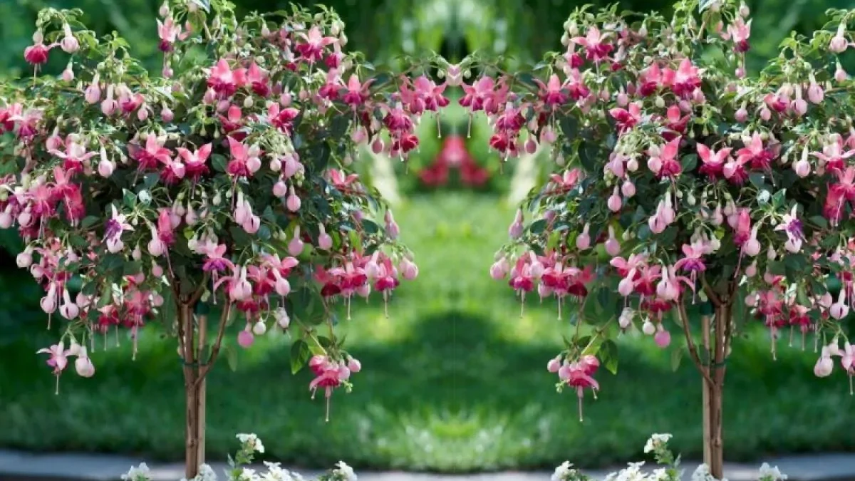 Important Tips For Success With Fuchsia Trees - Gardening Express ...