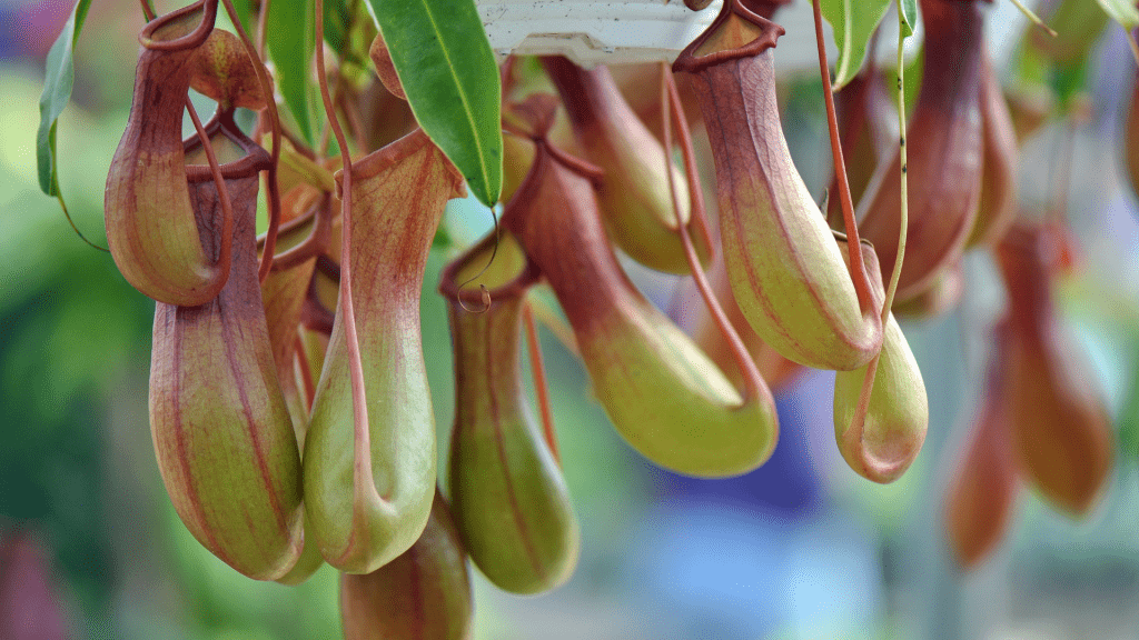 Caring for Pitcher Plants: Tips and Tricks for Healthy Growth ...