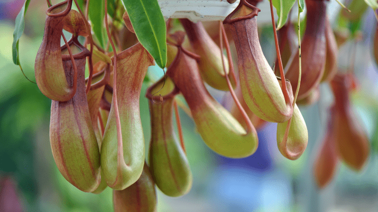 Caring for Pitcher Plants: Tips and Tricks for Healthy Growth ...