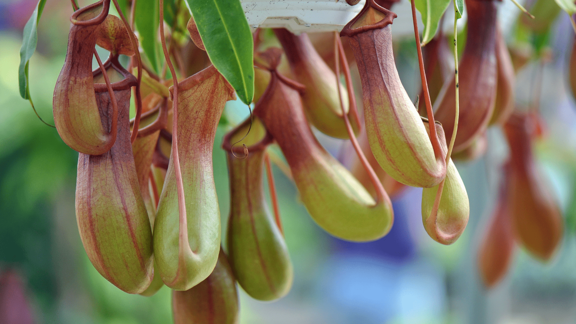 Caring for Pitcher Plants: Tips and Tricks for Healthy Growth ...