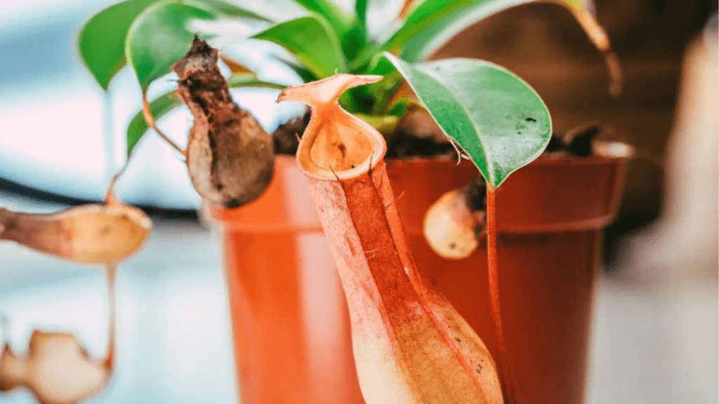 Caring for Pitcher Plants: Tips and Tricks for Healthy Growth ...