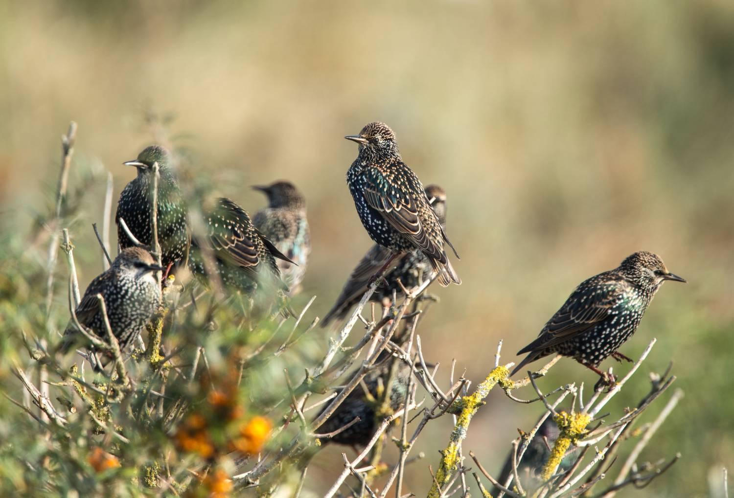 How to identify wild birds and attract them to your garden - Gardening ...