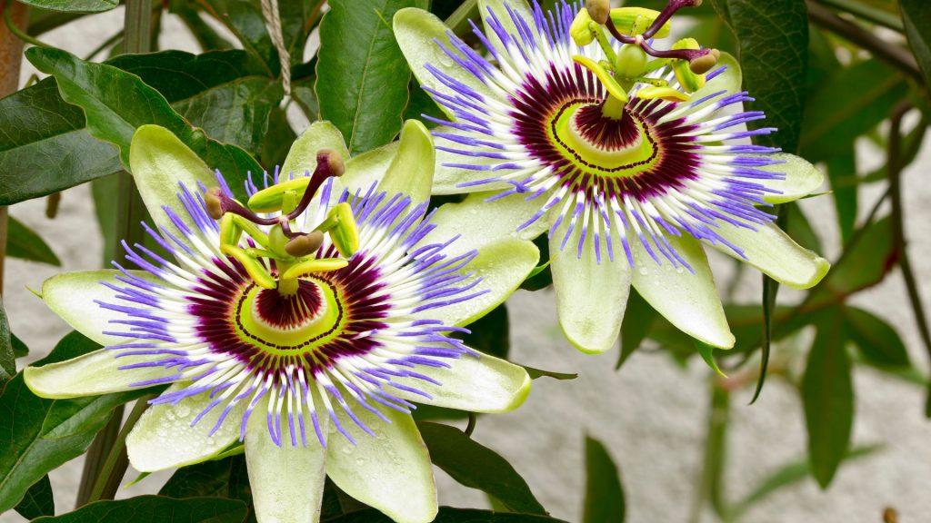 Top 10 Climbing Plants - Gardening Express Knowledge Hub