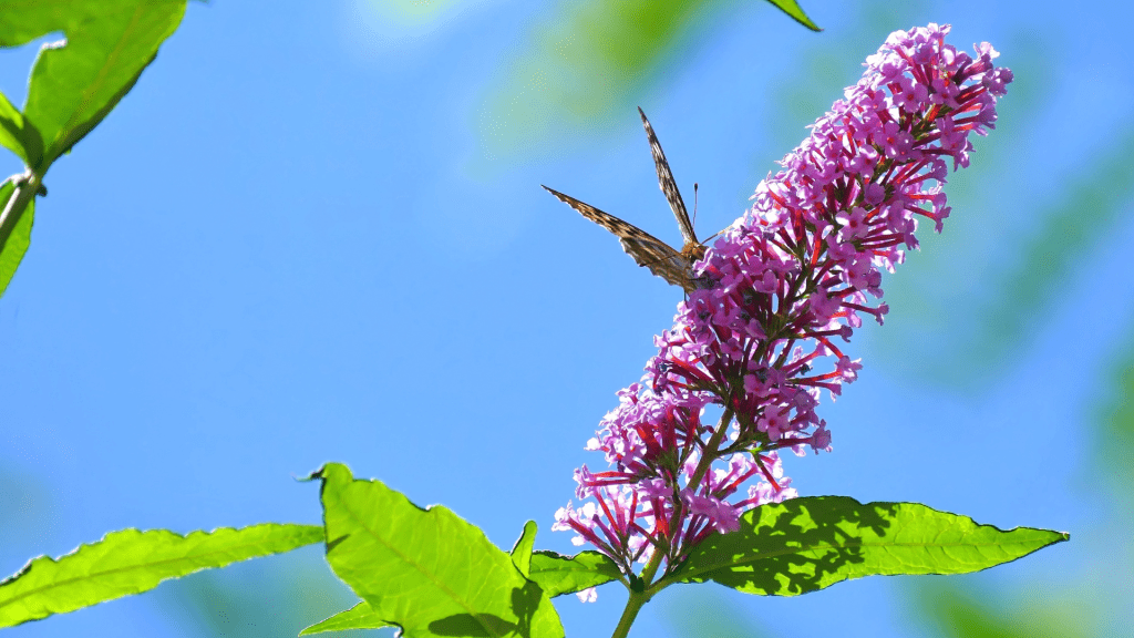 How to Grow and Care for Butterfly Candy Buddleia - Gardening Express ...