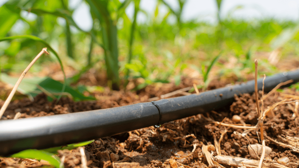 Deep Watering vs. Surface Watering: Finding the Right Balance