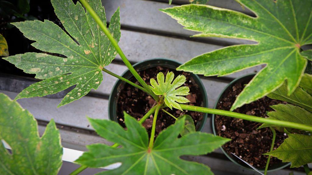 Care Guide: How to Grow Fatsia Japonica - Gardening Express Knowledge Hub