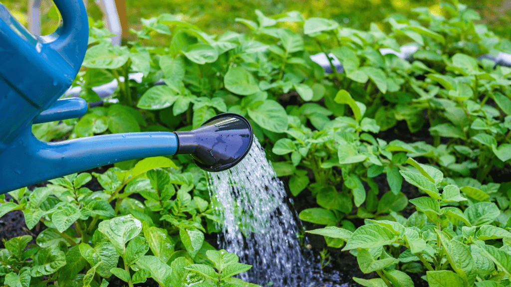 Deep Watering vs. Surface Watering: Finding the Right Balance