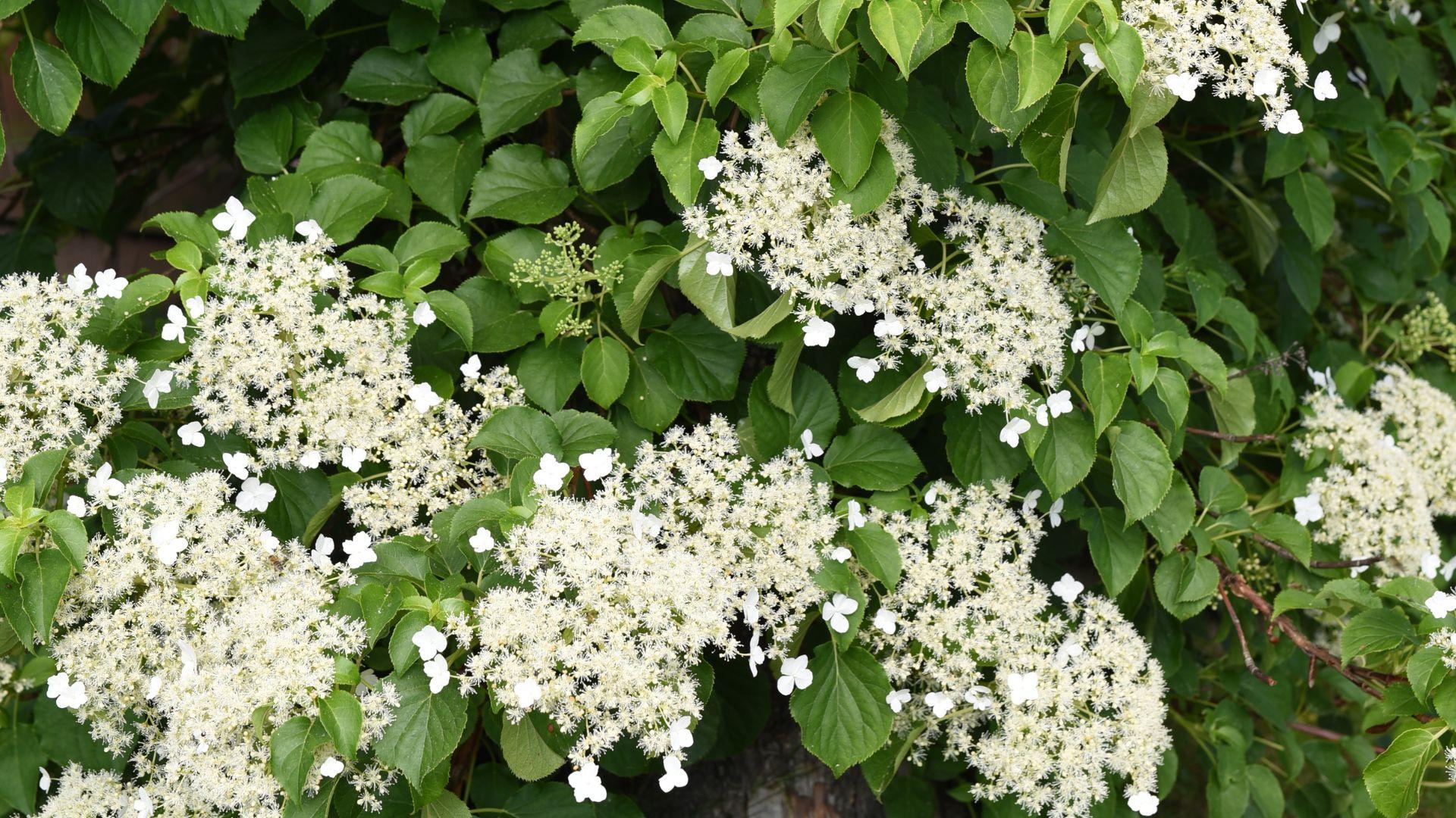 Top 10 Climbing Plants - Gardening Express Knowledge Hub