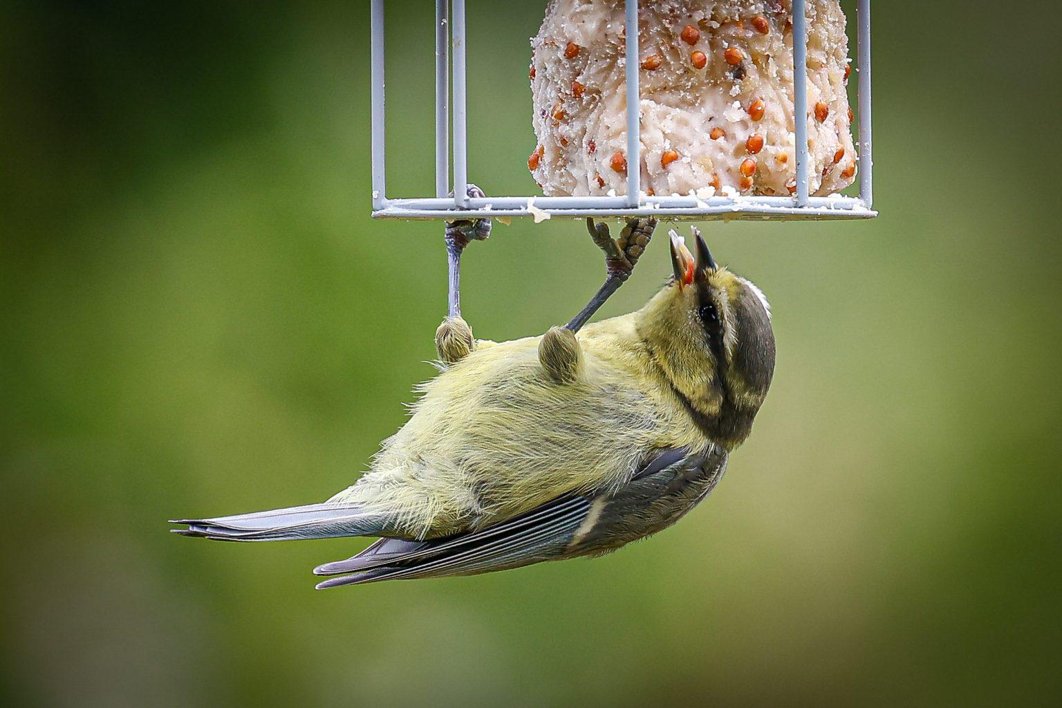 Garden Birds Feeding Guide - Gardening Express Knowledge Hub