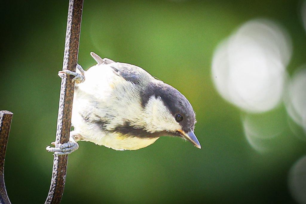 Wild Bird Conservation and what you can do - Gardening Express ...