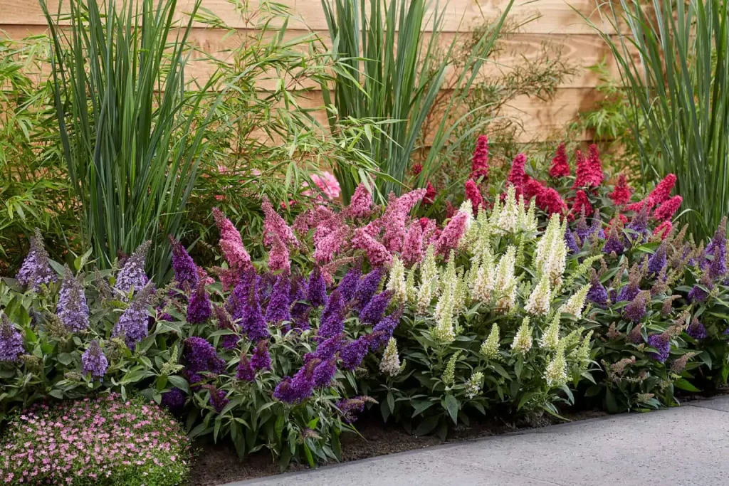 How to Grow and Care for Butterfly Candy Buddleia - Gardening Express ...