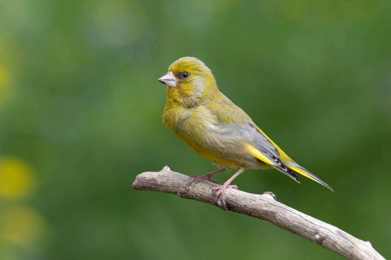 Wild Bird Statistics 2024 - Gardening Express Knowledge Hub