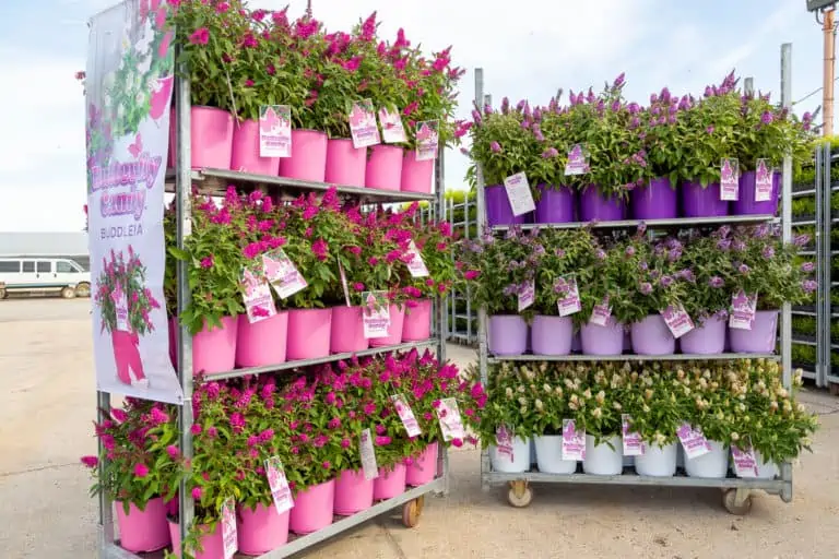 How to Grow and Care for Butterfly Candy Buddleia - Gardening Express ...