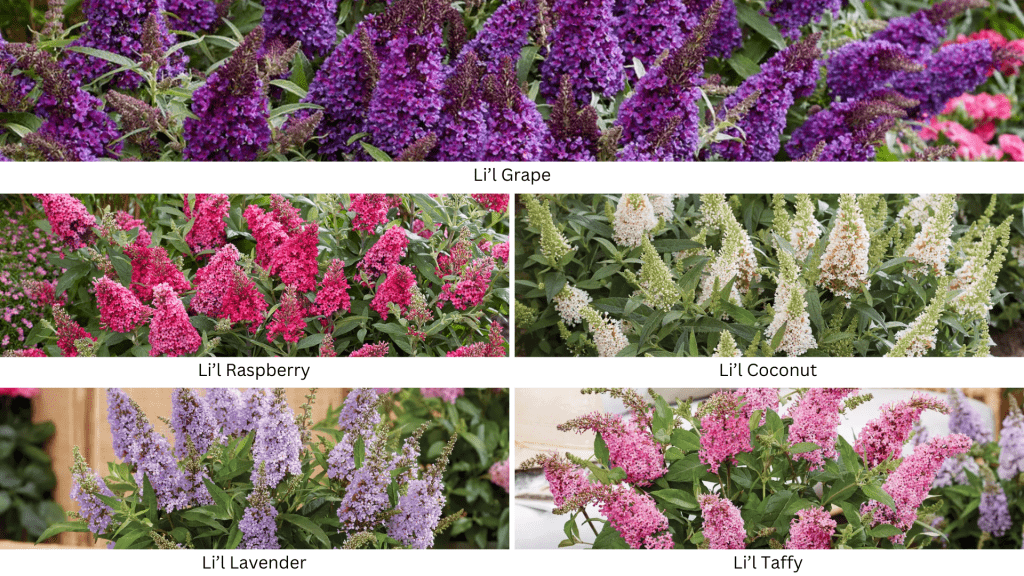 How to Grow and Care for Butterfly Candy Buddleia - Gardening Express ...