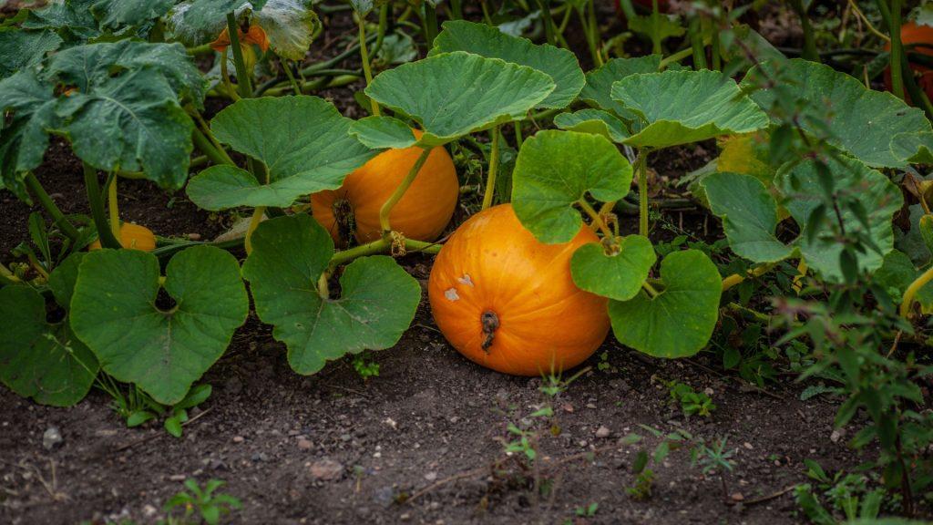 Guide to Growing Pumpkins and Squash in Your Garden - Gardening Express ...