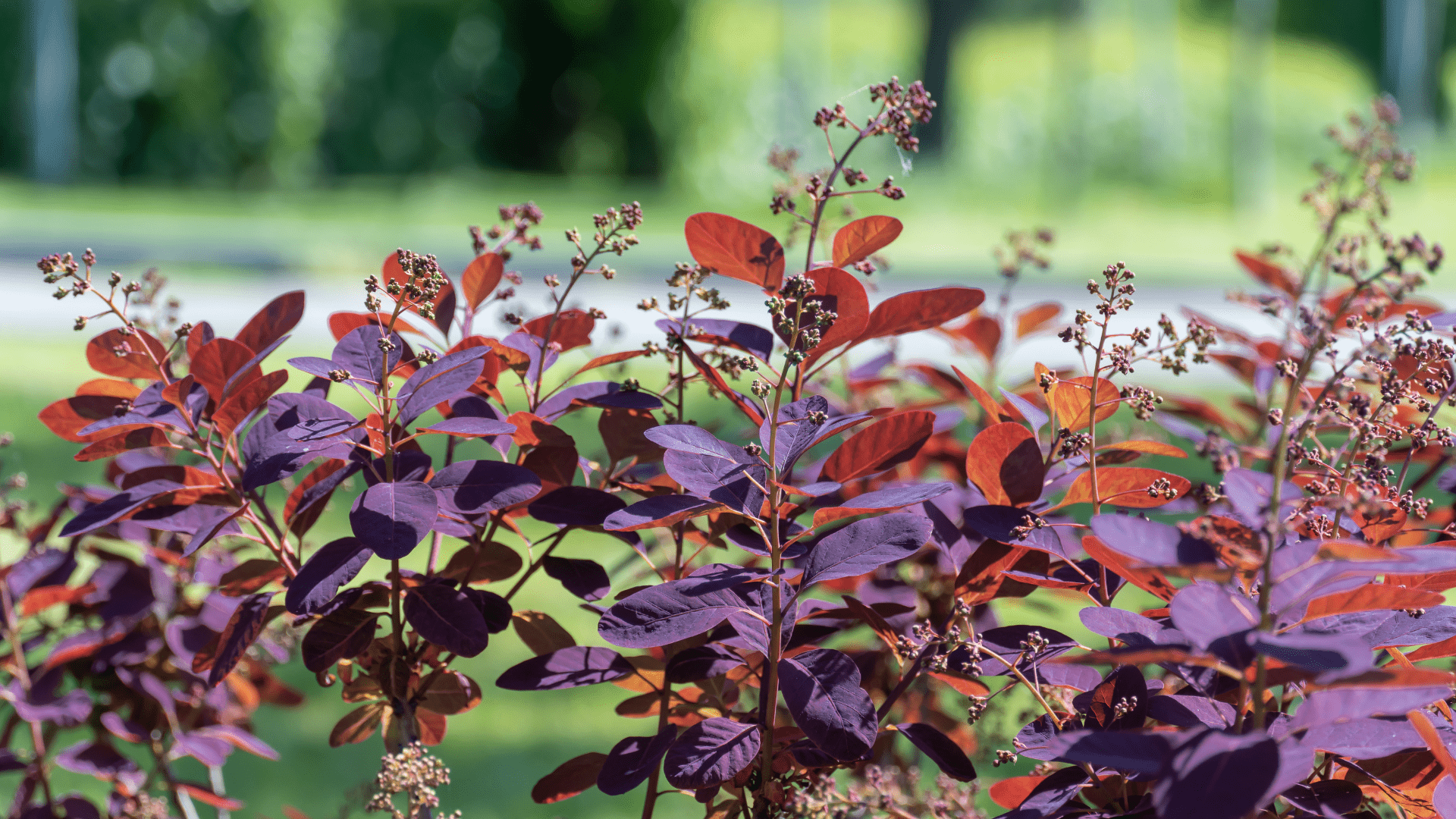 Growing and Caring for Cotinus (Smoke Bush) - Gardening Express ...