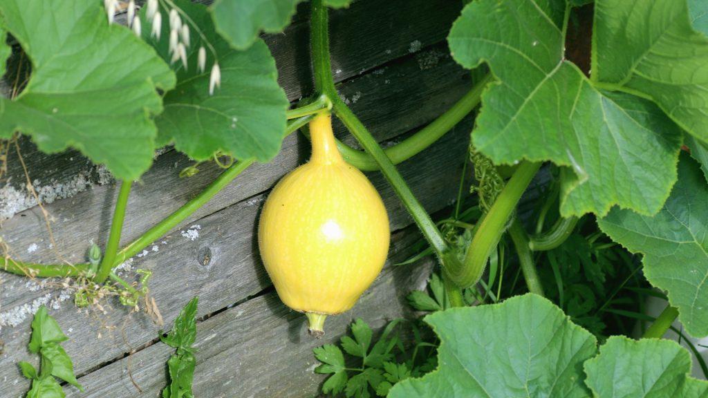 Guide to Growing Pumpkins and Squash in Your Garden - Gardening Express ...