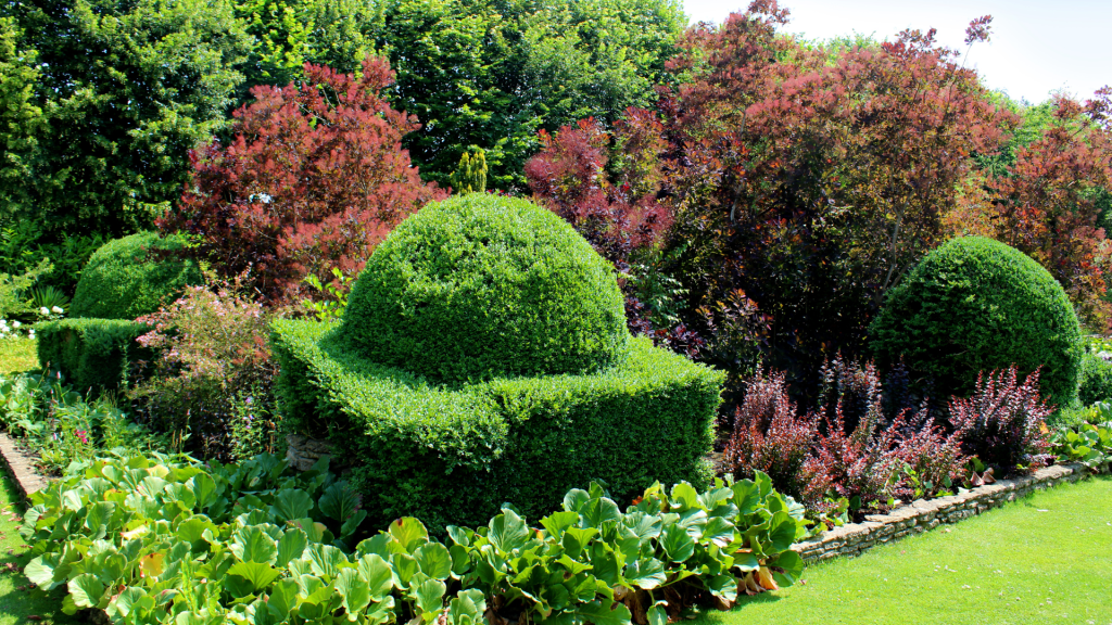 Growing and Caring for Cotinus (Smoke Bush) - Gardening Express ...
