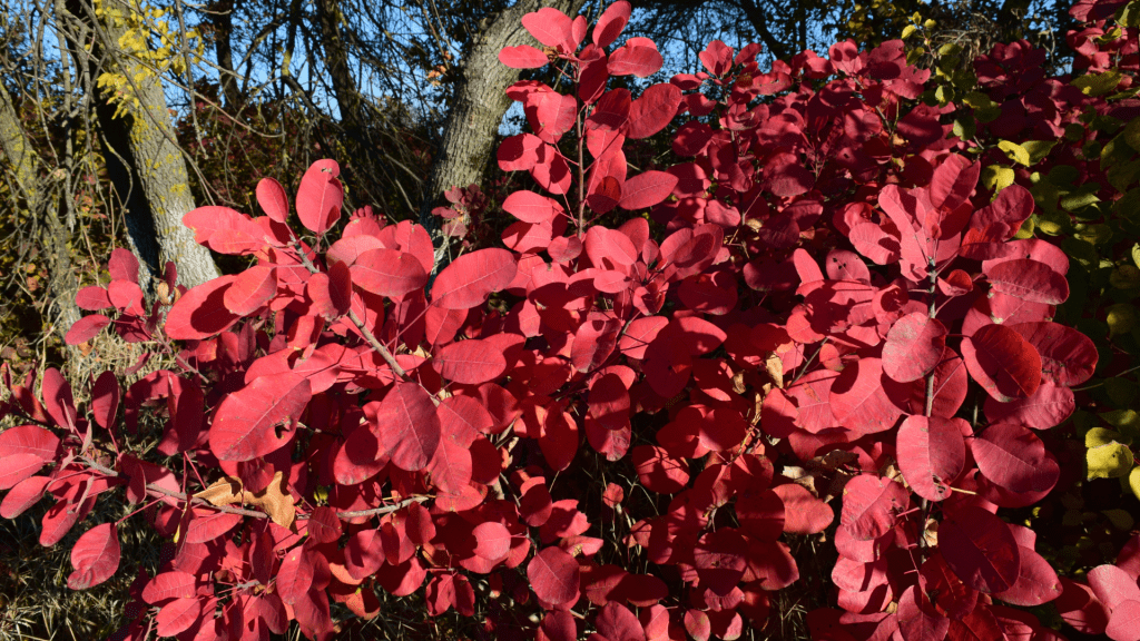 Growing and Caring for Cotinus (Smoke Bush) - Gardening Express ...