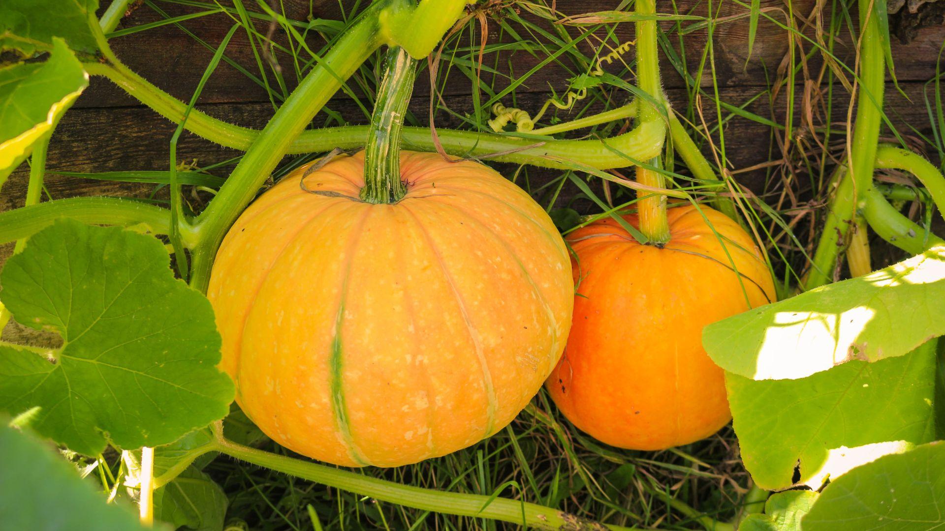 Guide to Growing Pumpkins and Squash in Your Garden - Gardening Express ...